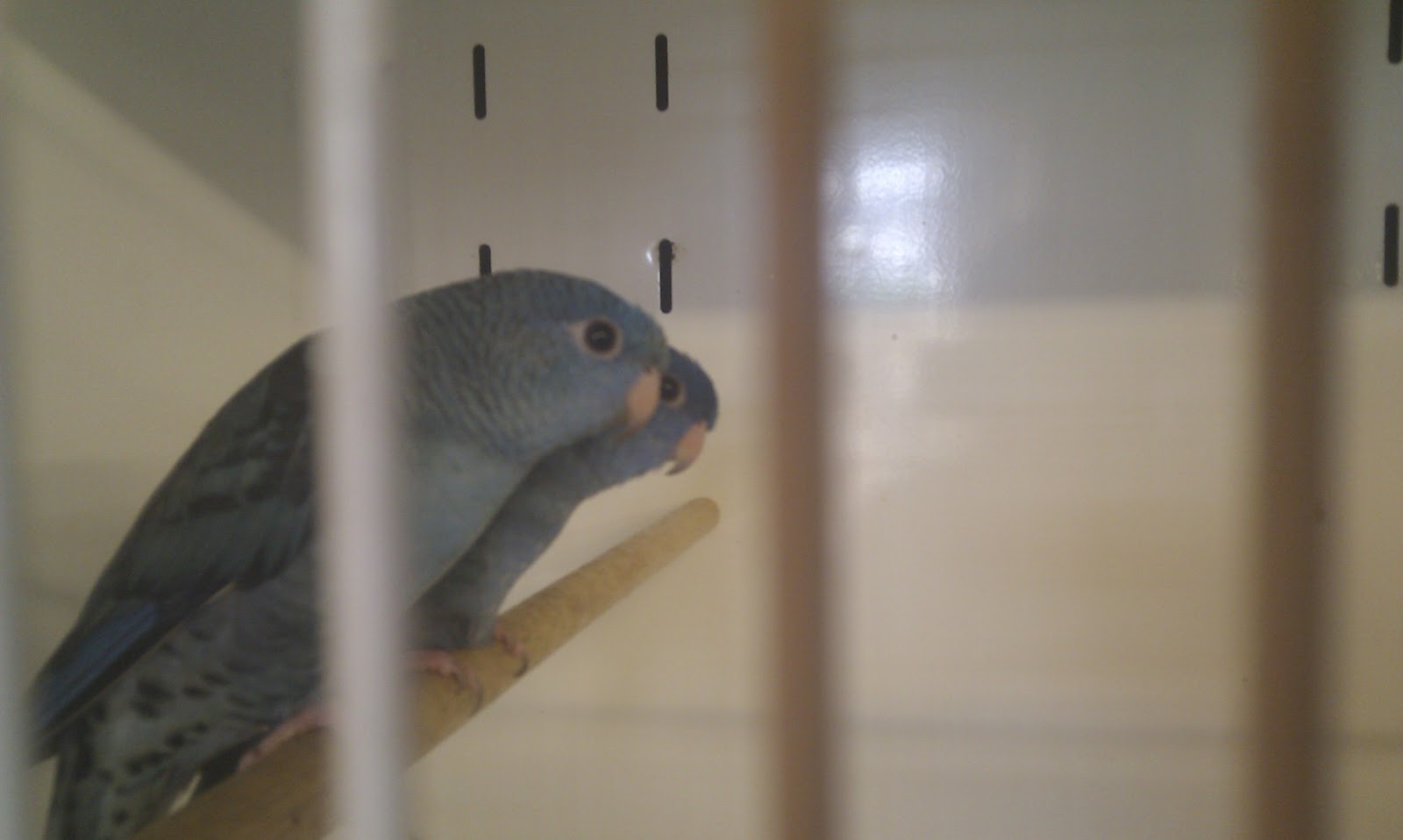 The Bird's Nest: June 2012