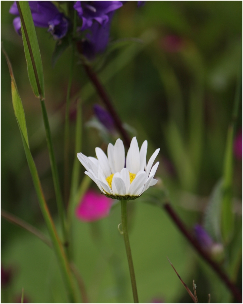 Kedonkukkia kaupungissa ja Tellun tuulet FACEssa