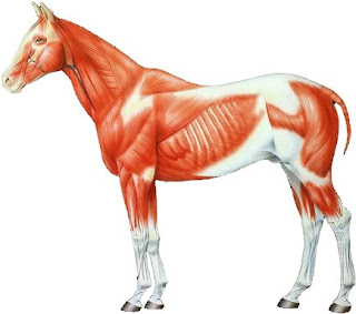 LA MUSCULATURA ANIMAL : junio 2015