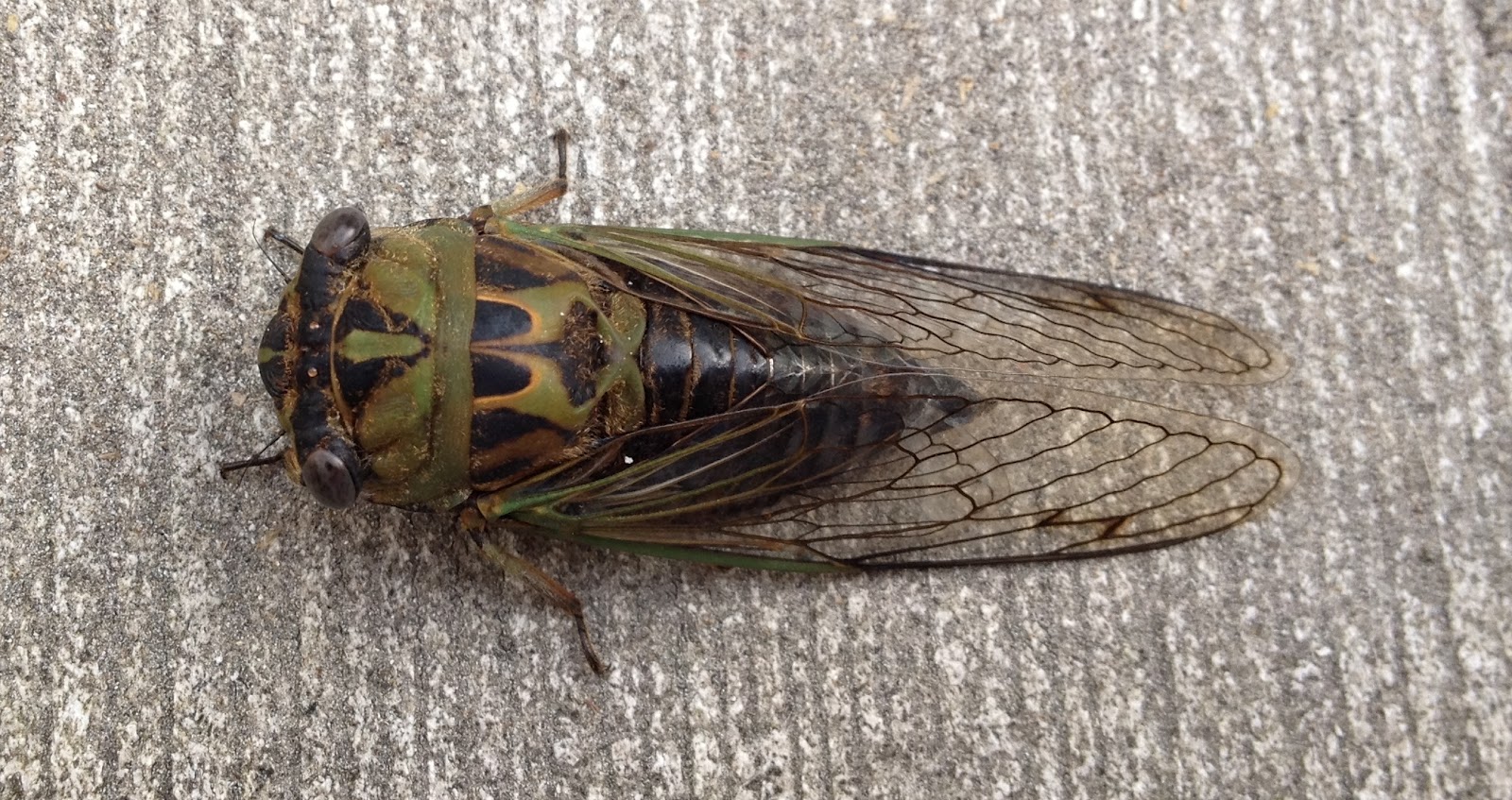 Spicebush Log: Butterflies and a Cicada