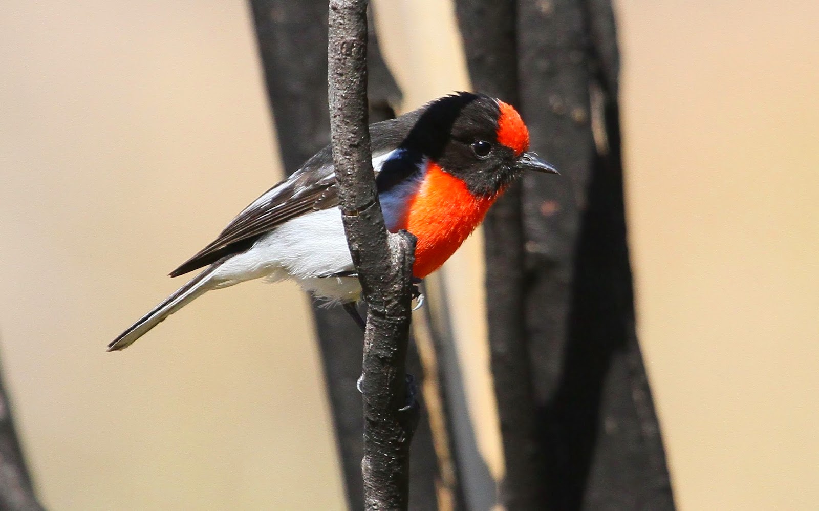 Richard Waring's Birds of Australia: The smaller birds - Zebra Finch ...