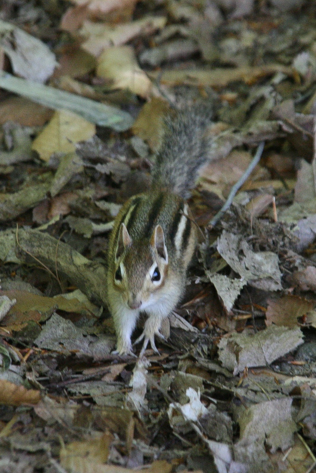 Aventures familiars a l'Amèrica del Nord: Els Esquirols Llistats