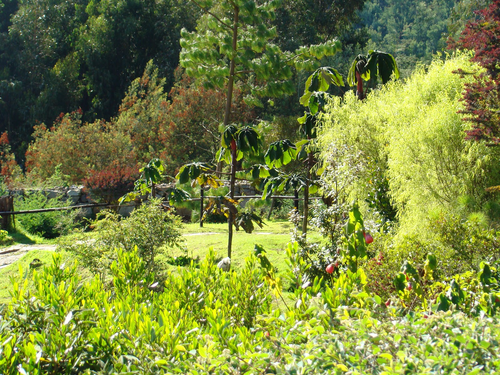 Eco Suesca : ARBOLES EN SUESCA