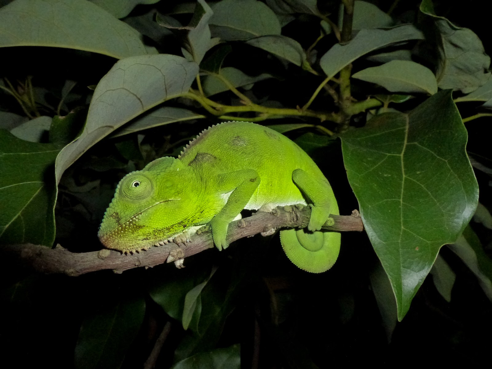the adventures of US: Wild Oustalet's Chameleons in South Florida