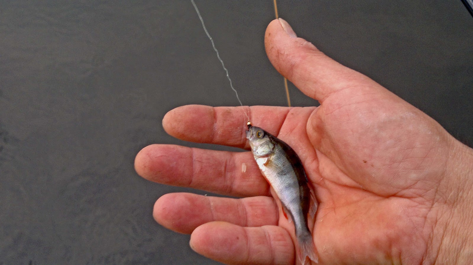 About Fishing, Birds, Hiking and other adventures. : Eindelijk weer de ...