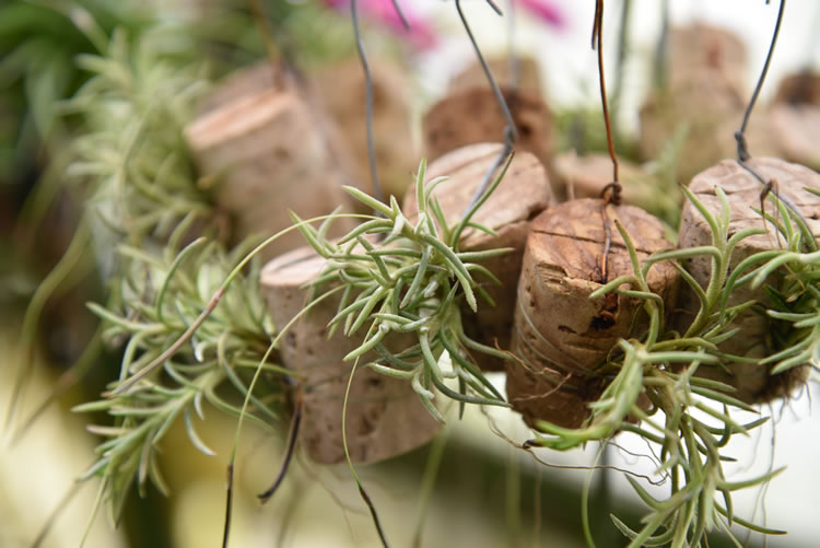 Tillandsia capillaris care and culture | Travaldo's blog