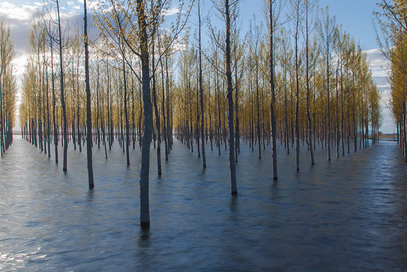 Mirrored Trees Photography