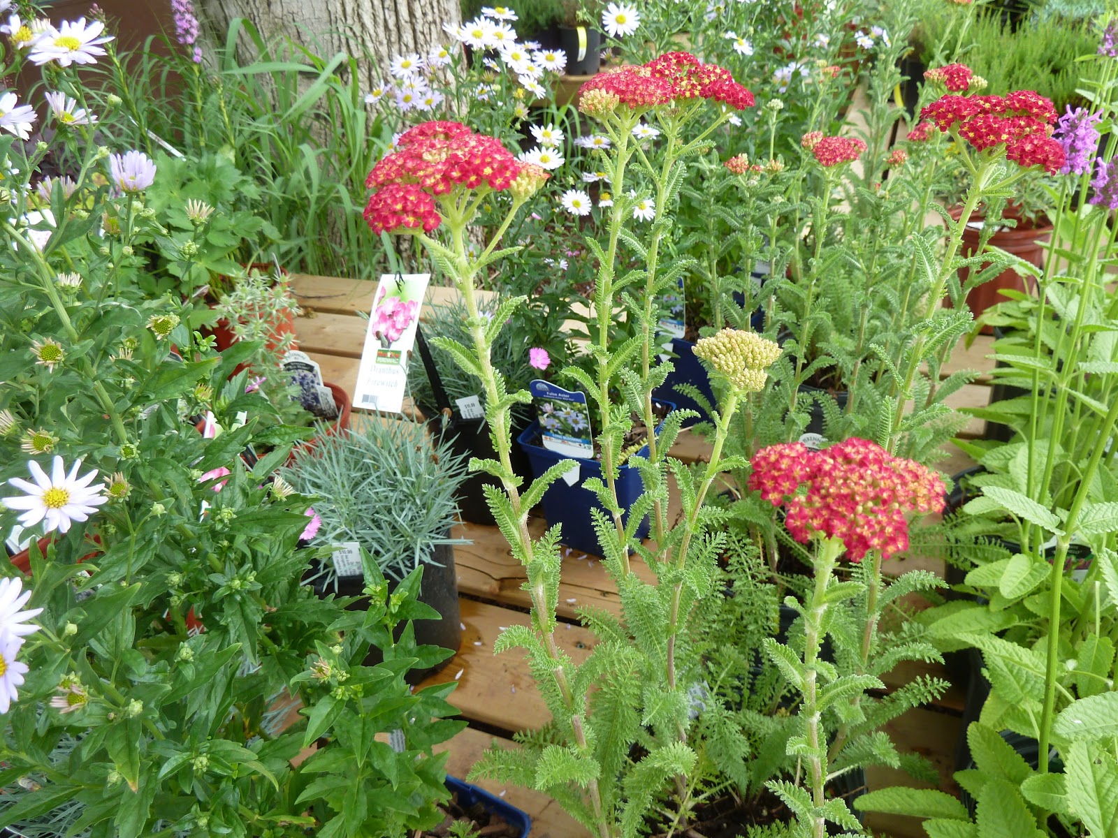 Marlene's Space: How to Find Names of Flowers