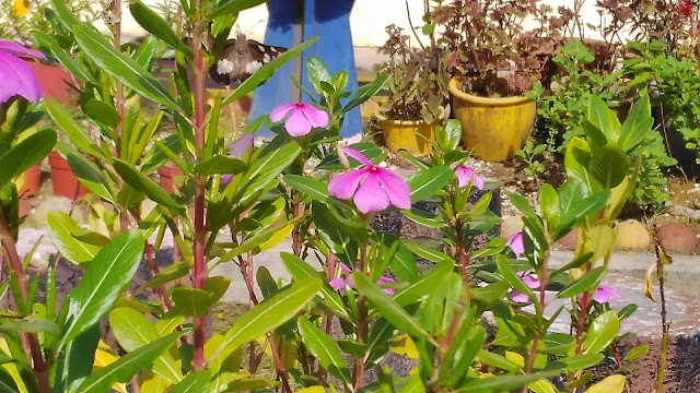 Bunga kemunting cina (Vinca)
