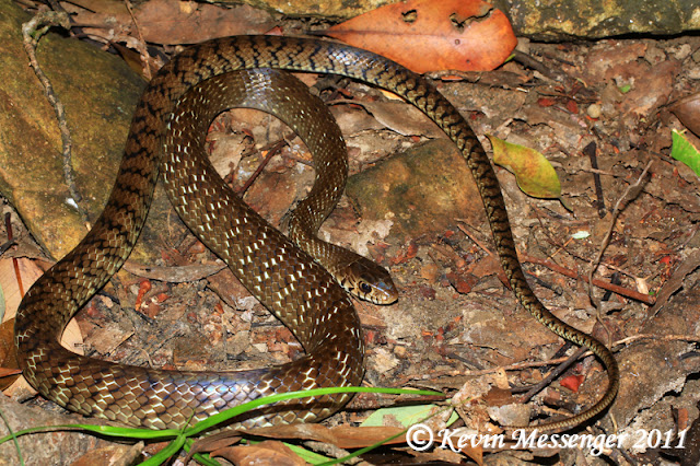 Ular Asli Indonesia: Ular Bandotan Macan (Ptyas mucosus)