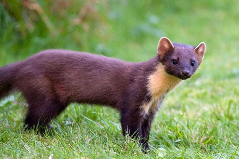 Nowa sąsiadka - kuna leśna