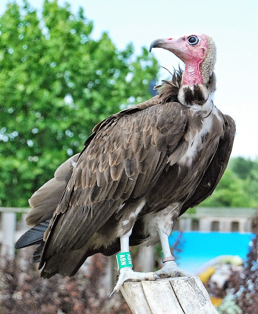 Fieggentrio: De kale gier.