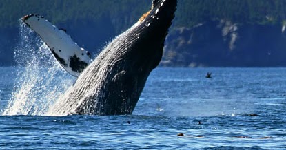 Northwest RVer: Oregon Coast Whale Sightings Still Going Strong