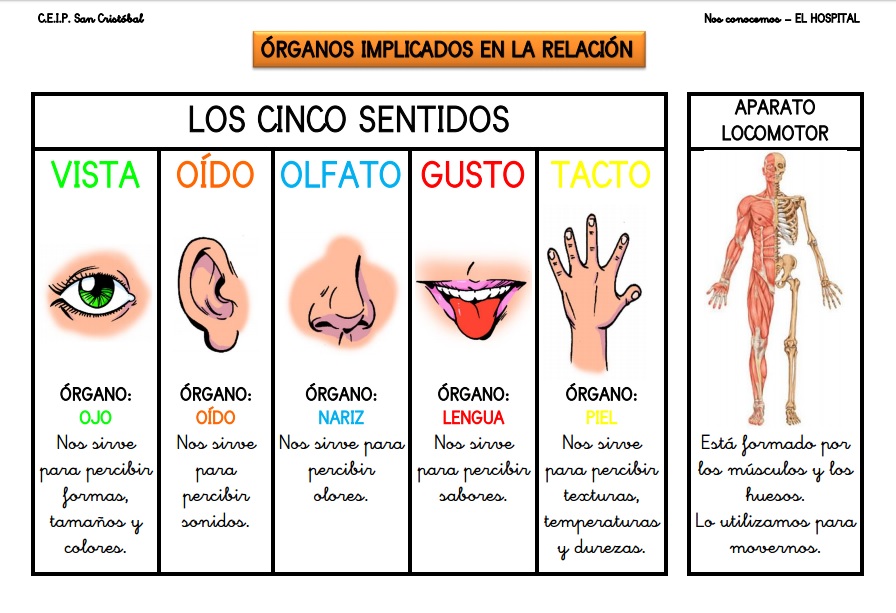 El blog del maestro Juanjo: NOS RELACIONAMOS: LOS SENTIDOS Y EL APARATO ...