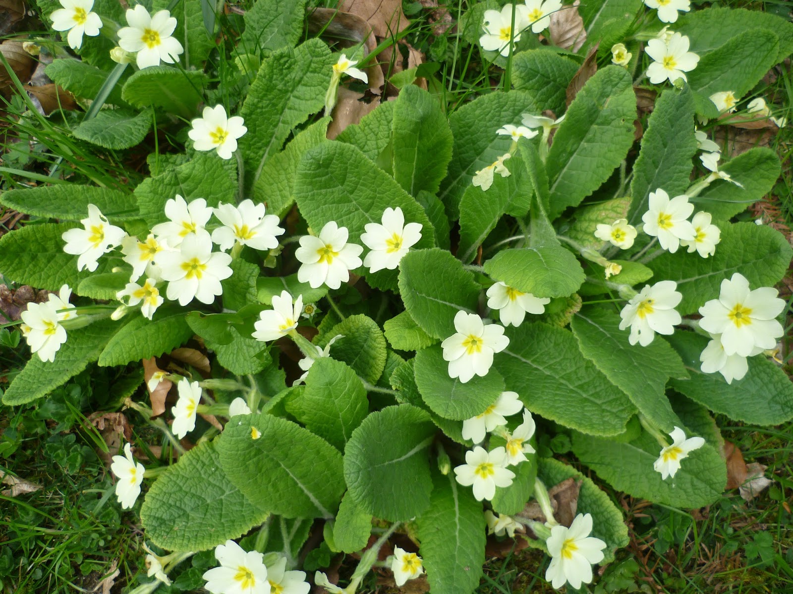 Primrose Path