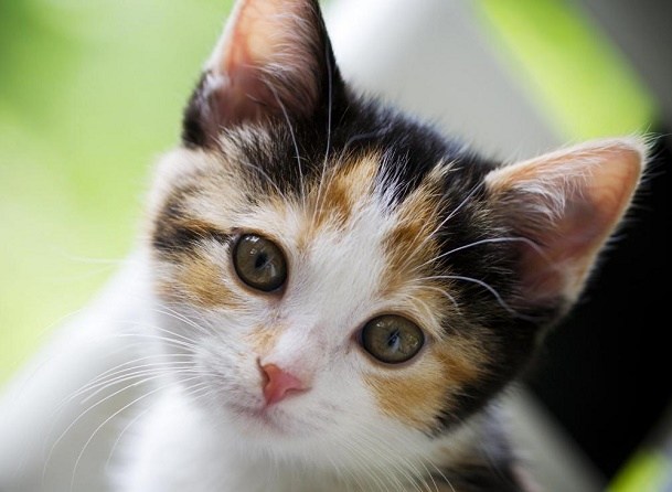 Sejarah Kucing dan Fakta-Fakta Menarik