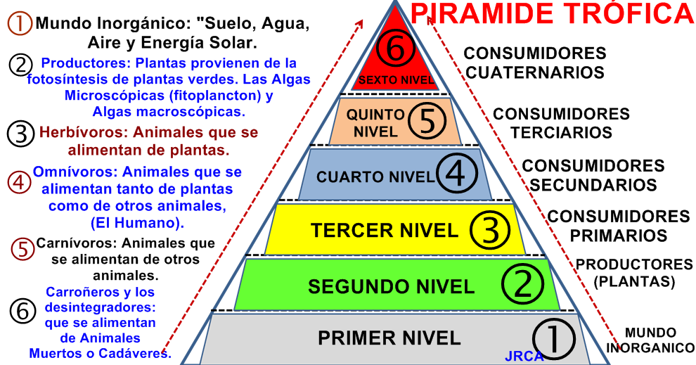 NATURALES 5° Y 6° ESCUELA N°1: 27- PIRÁMIDES TRÓFICAS