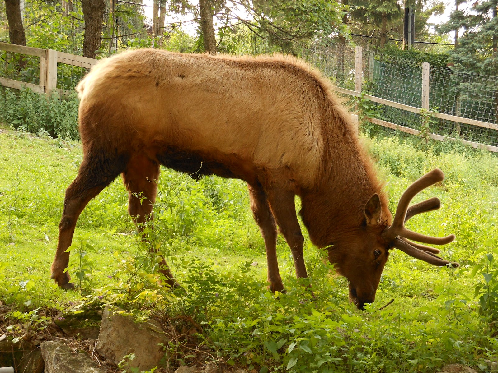 Zoo Tails: ZooAmerica 2012 Trip Report and Review