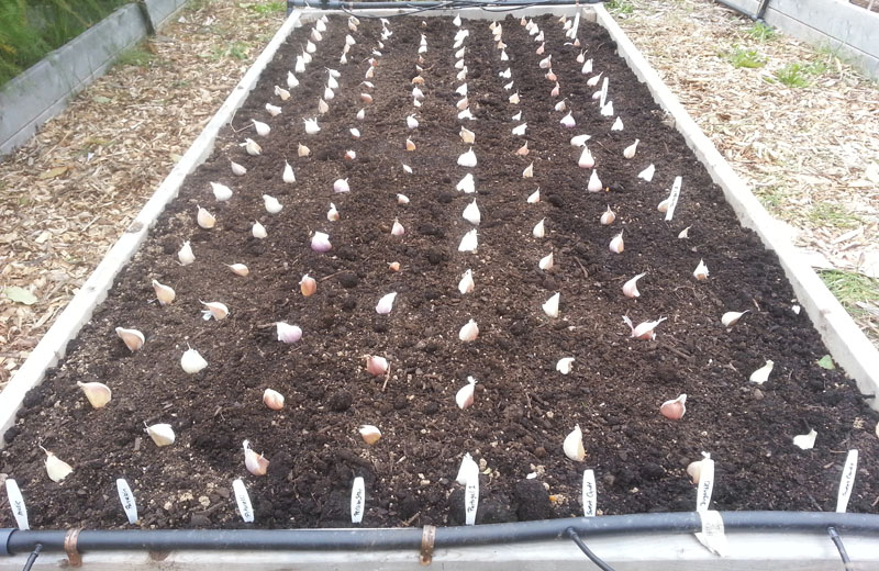 The Gardening Me: November Update