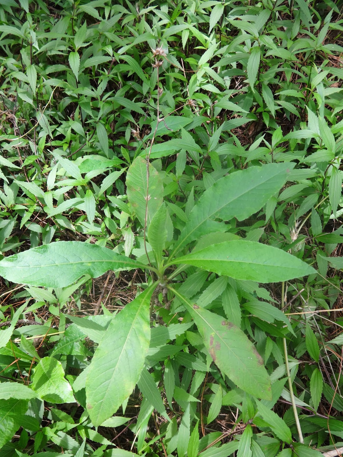 Herbs from Distant Lands: Elephantopus scaber, Elephantopus mollis ...