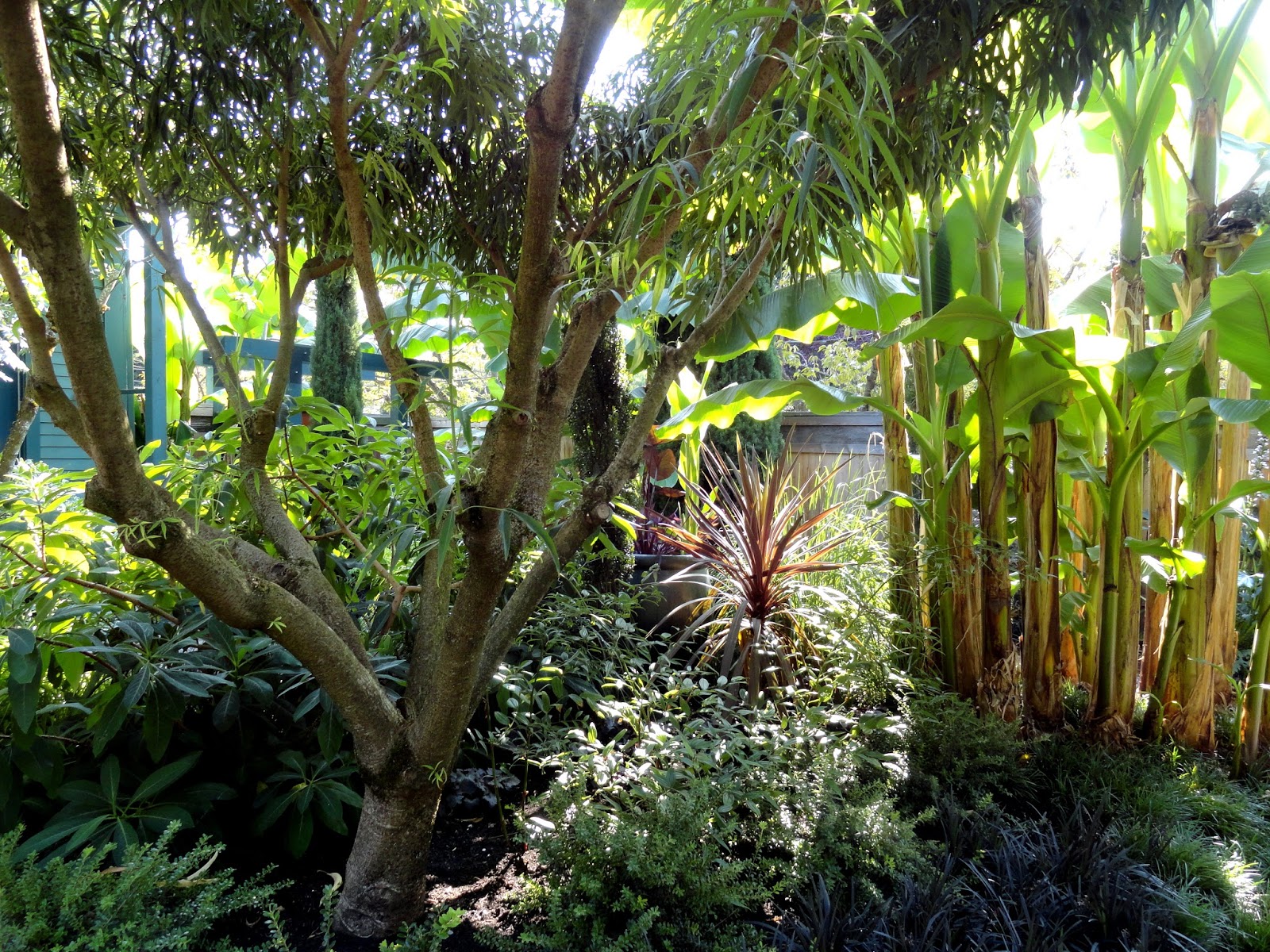 danger garden: So I visited another pair of open gardens…