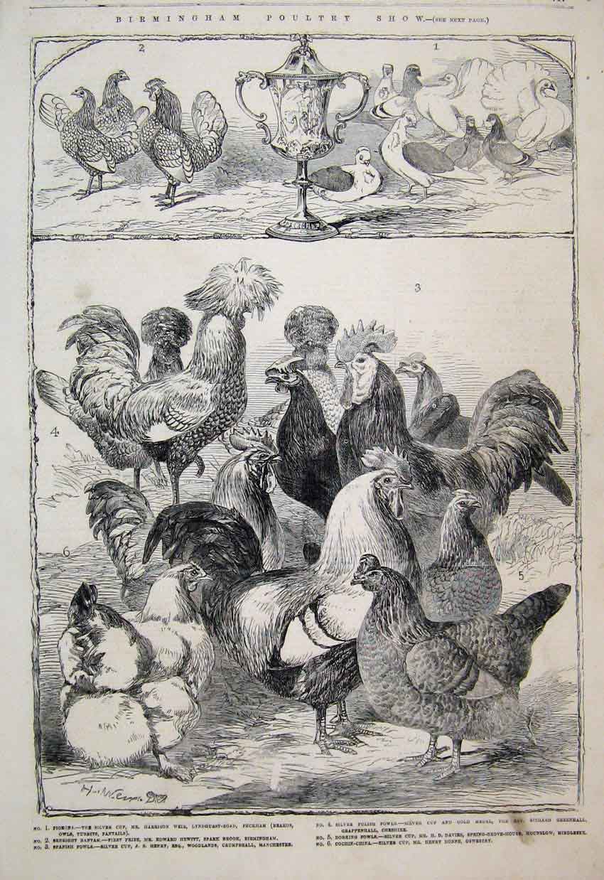 Equus Villa Farm: Wonderful Antique Poultry Show Posters..