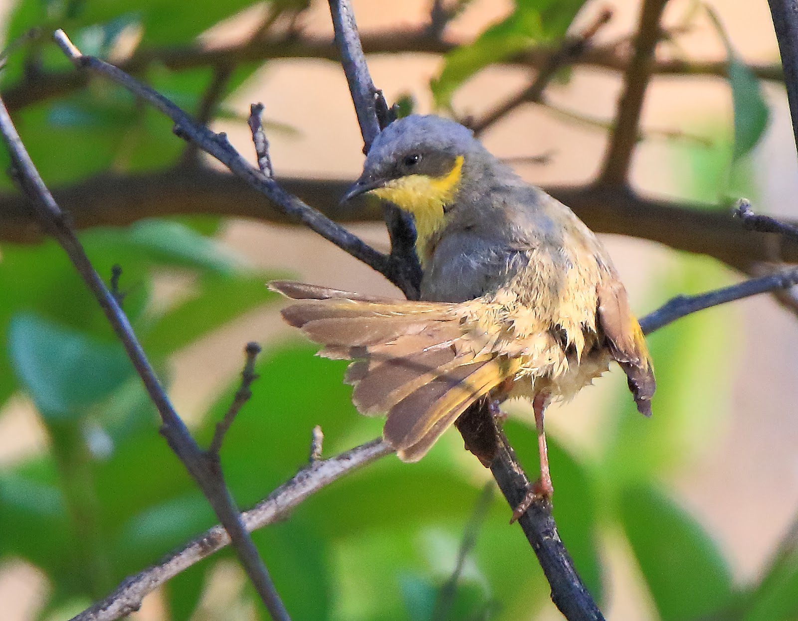 Richard Waring's Birds of Australia: Backyard Bird list reaches 48