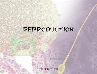 #113 Reproduction in humans - Reproductive system | Biology Notes for ...