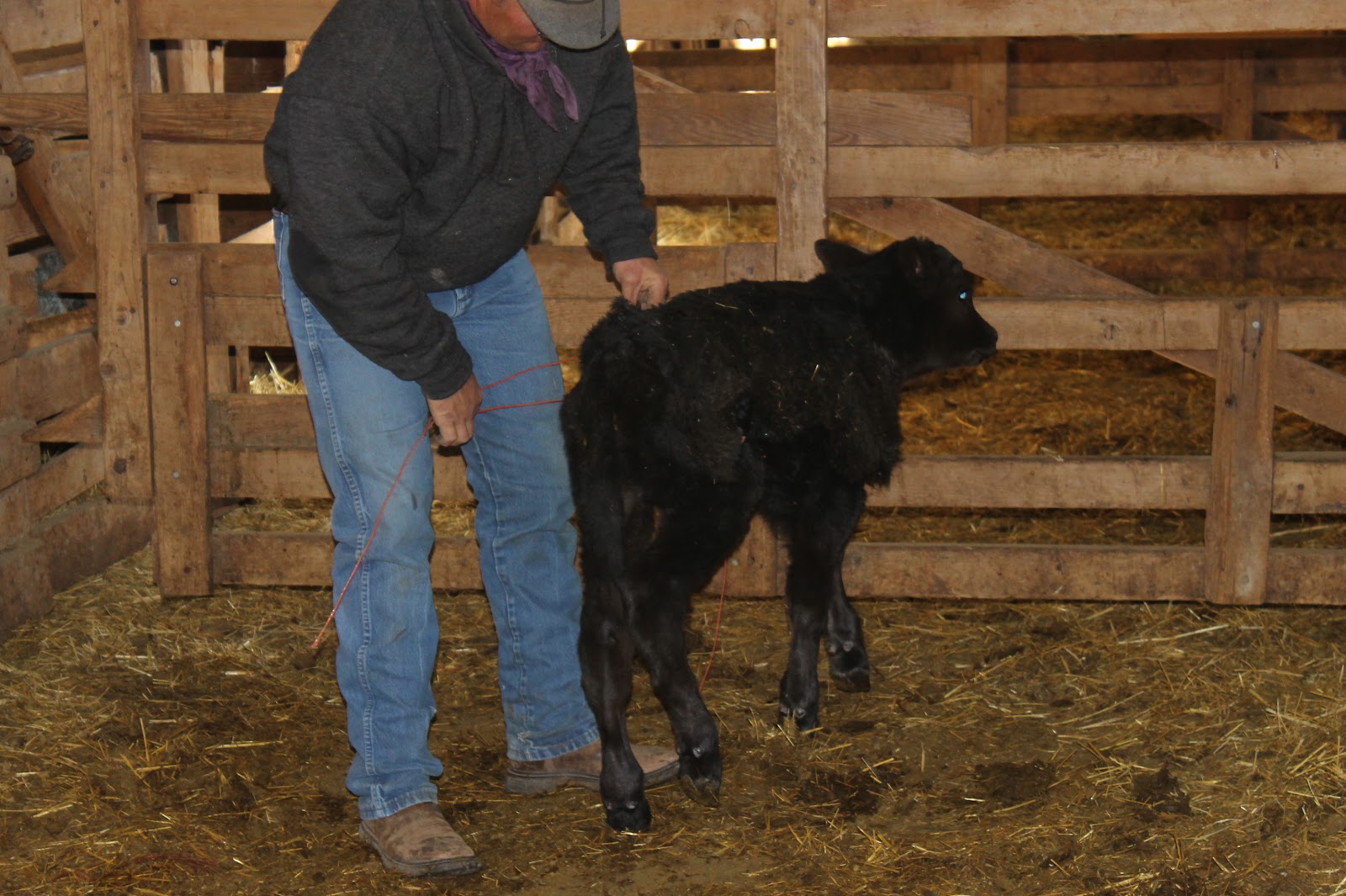 How to Graft a Calf. - A Ranch Mom