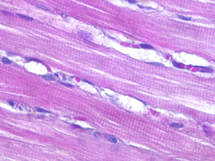 Manual interactivo de morfología celular: Morfología de células ...