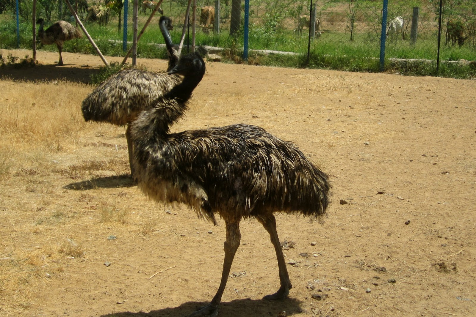 Curry and Sunshine: A Giant Emo Chicken
