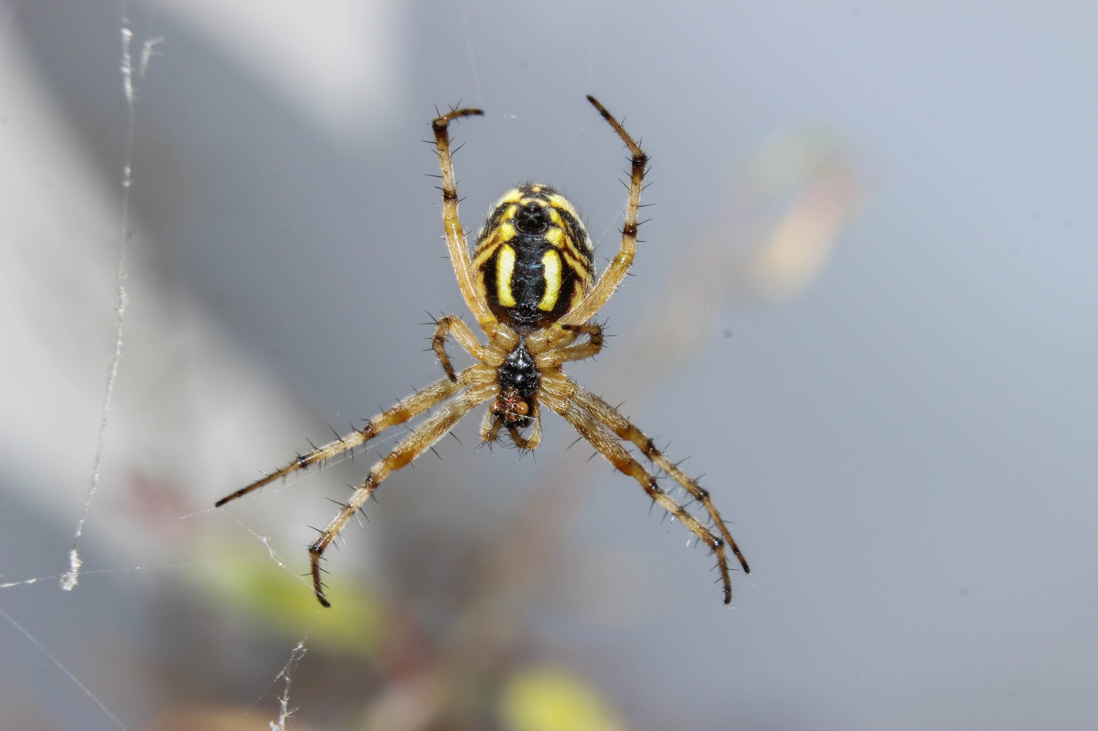 Biodiversity of Cyprus by NGO Protection of the Natural Heritage and ...