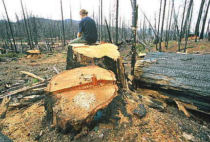 THE HUMAN INFLUENCE: Large-scale Logging