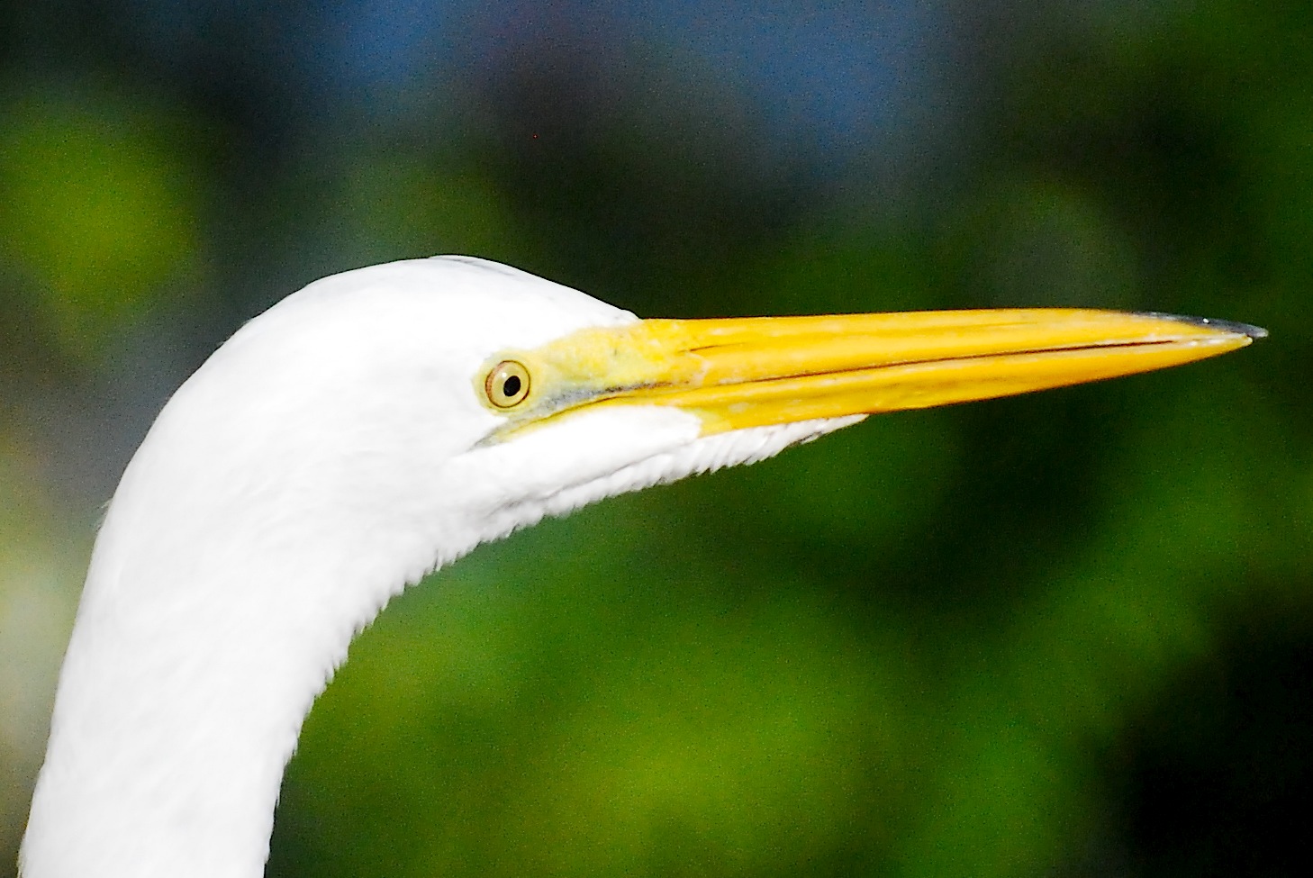 Bosque despierto: Garza Blanca