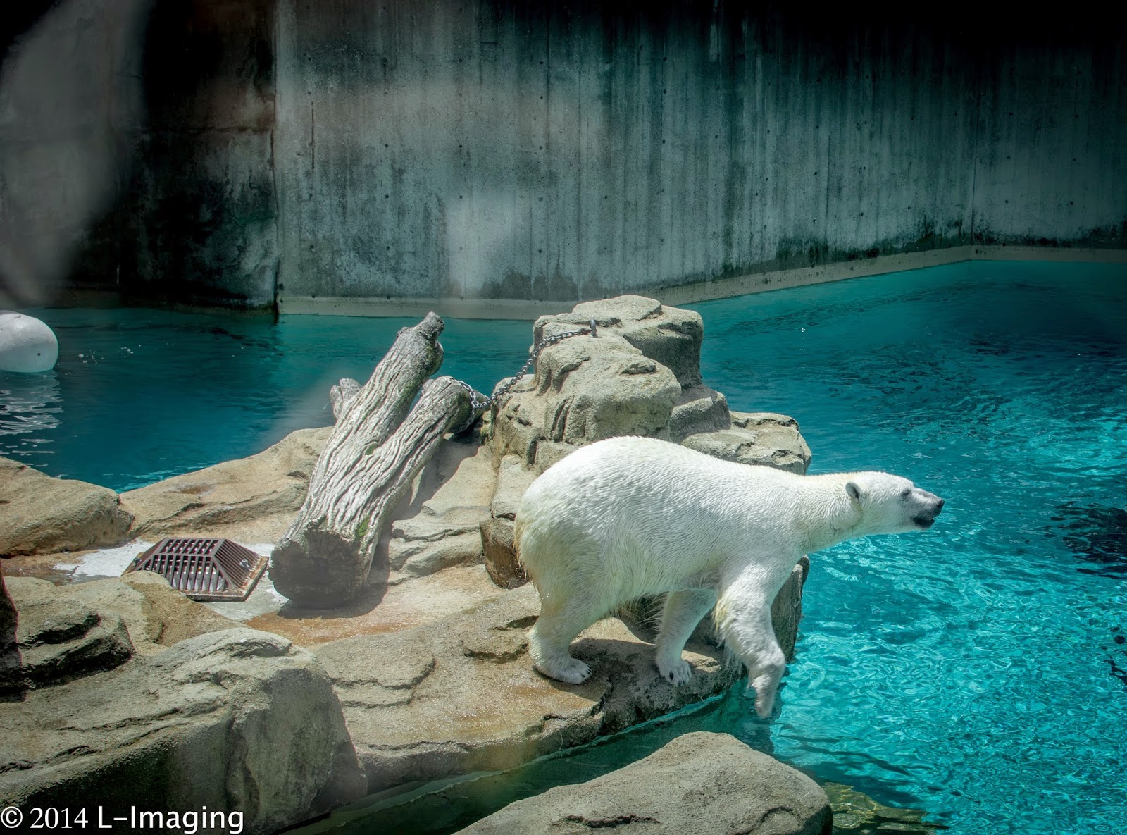 L-Imaging: Lincoln Park Zoo, Chicago
