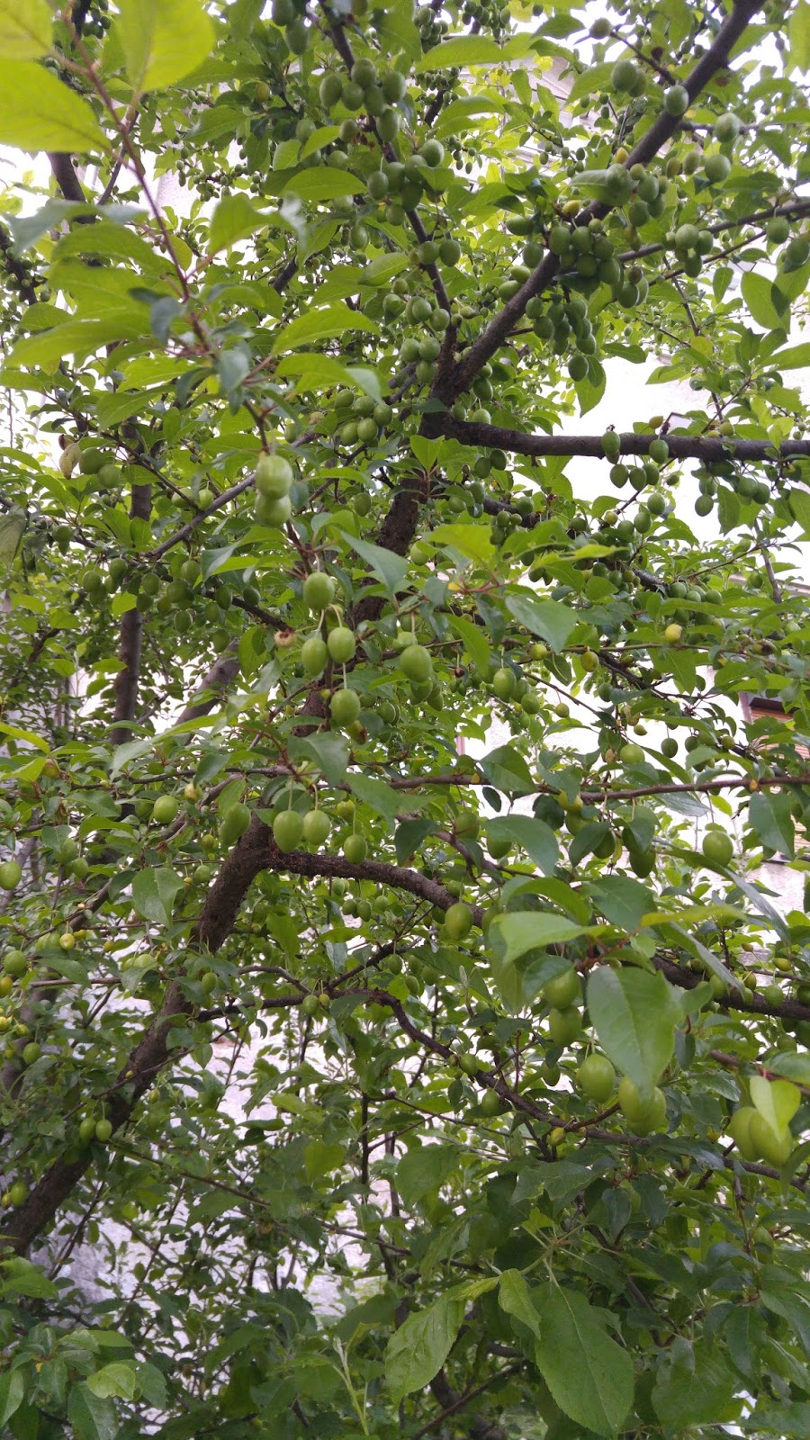 VRAZICKE NOVINE - VRAZICI NEWS: DŽANARIKA