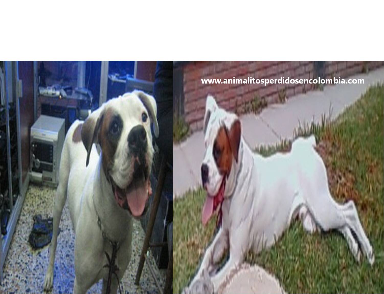 Animalitos Perdidos en Colombia: PERDIDO BOGOTÁ-PERRO BOXER BLANCO ...