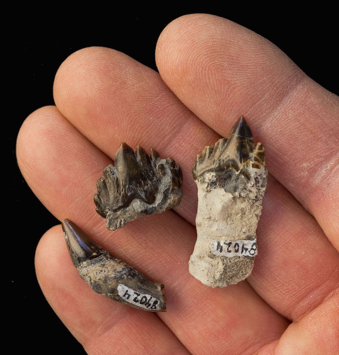 Species New to Science: [PaleoMammalogy • 2015] Fucaia buelli • A New ...