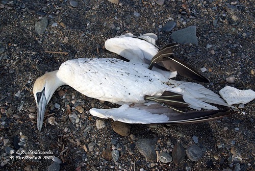 Biodiversidad Costa Granadina y ... (Fauna): Alcatraz común, alcatraz ...