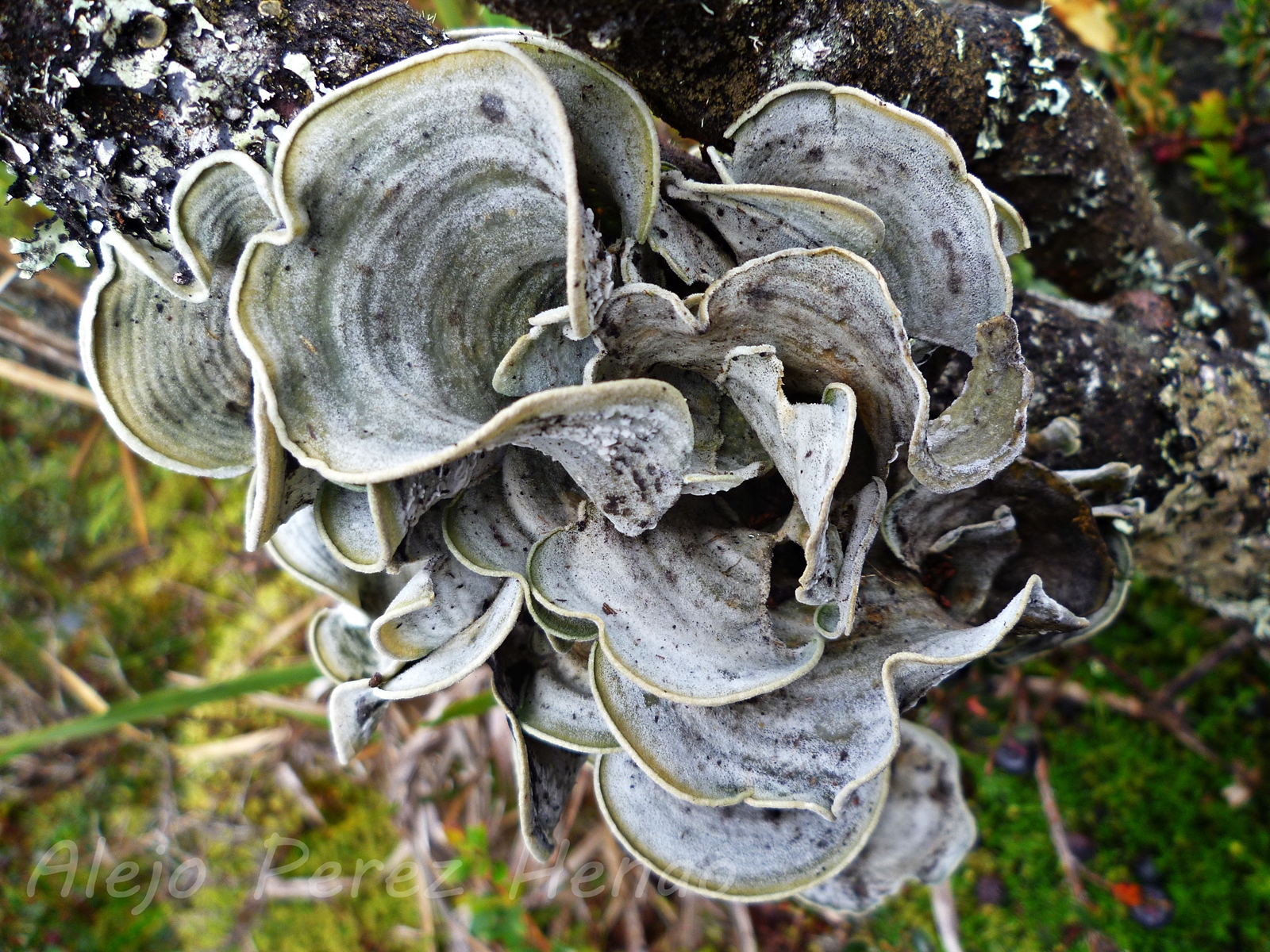 Puro Liquen: Líquenes Foliosos (Forma Talo)