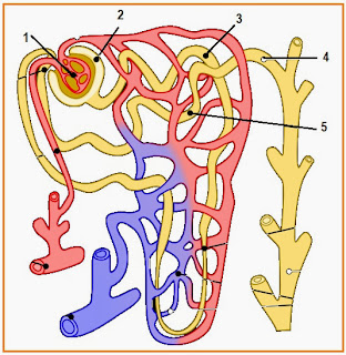 BIOLOGI GONZAGA: UJIAN EKSKRESI + REPRODUKSI KELAS 9 SMP
