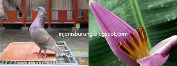 Jenis Burung Merpati Tinggian Aduan [Ulasan Sederhana] | Nusantara Birdfarm