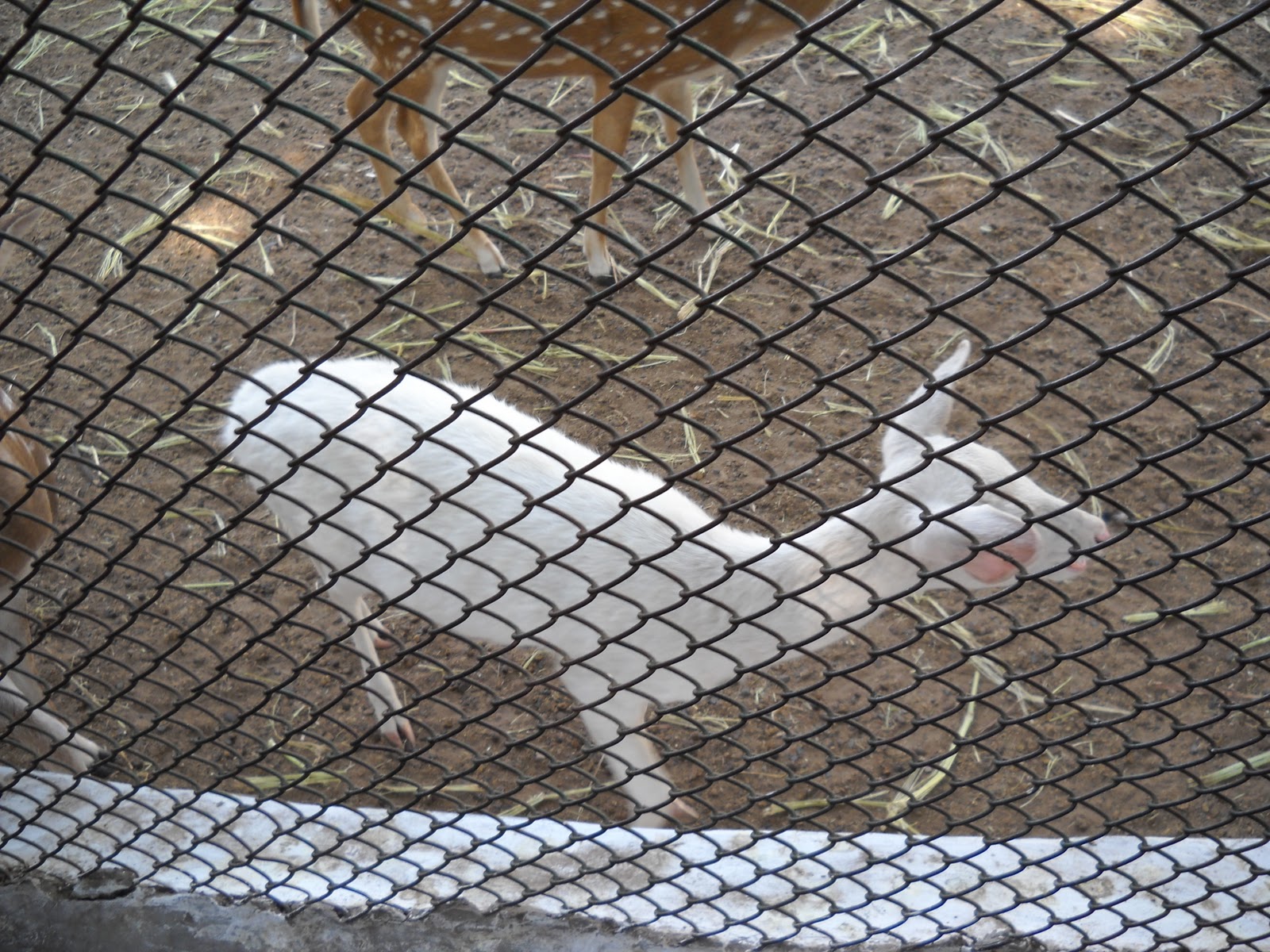 Kamla nehru zoo kankaria zoo ahmedabad - Green Ahmedabad: