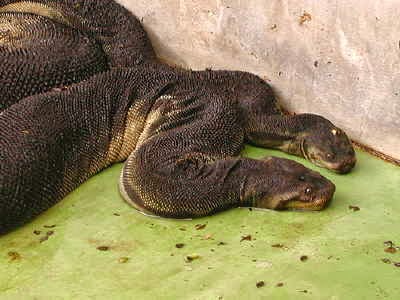 KELAB GREENBOC: Ada "Lintah Gergasi" Ditemui Di Perak