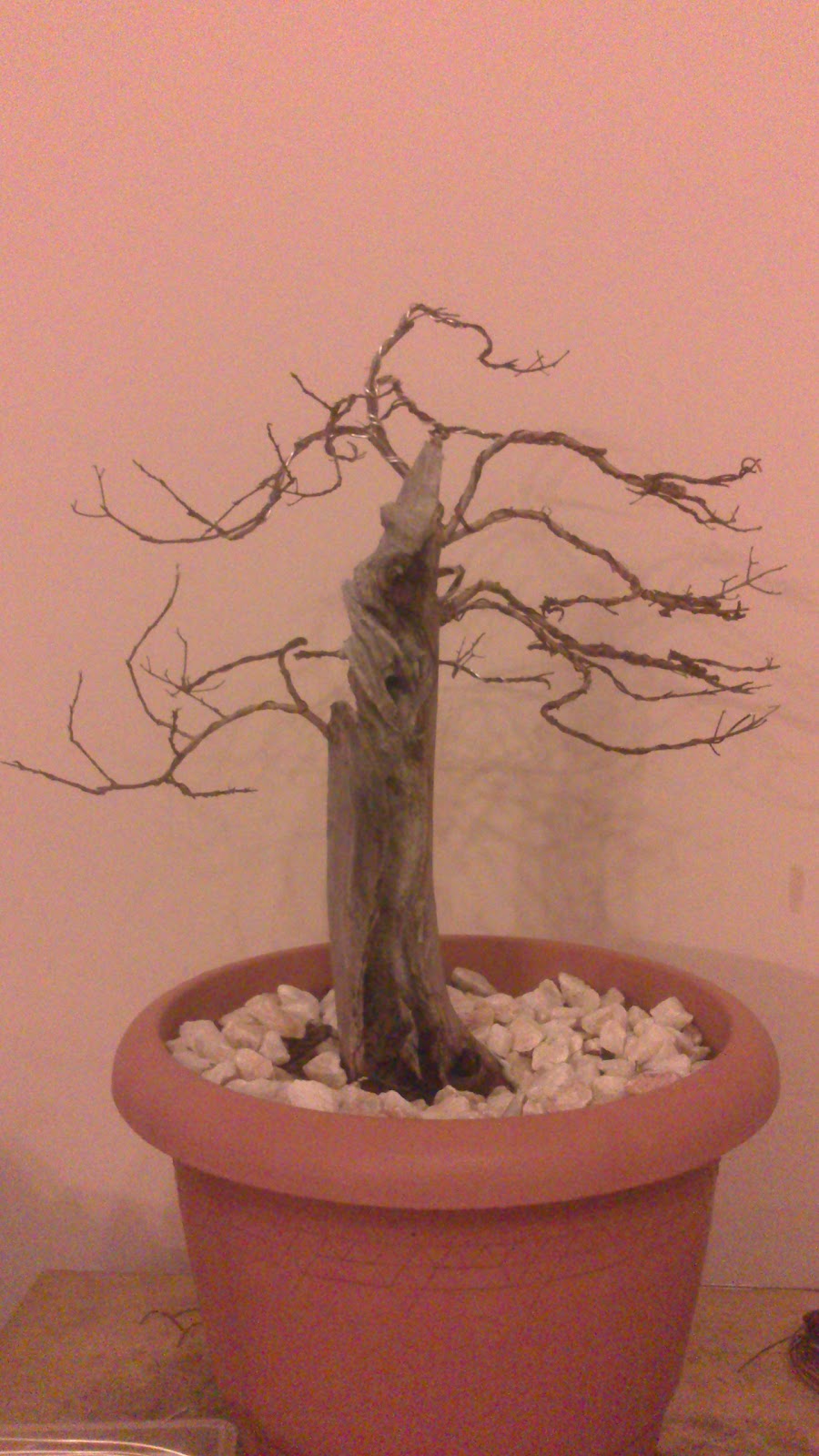 Bonsai de andar por casa...: Árbol de Júpiter - Lagerstroemia indica