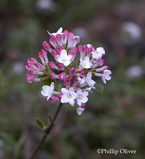 Early spring flowers