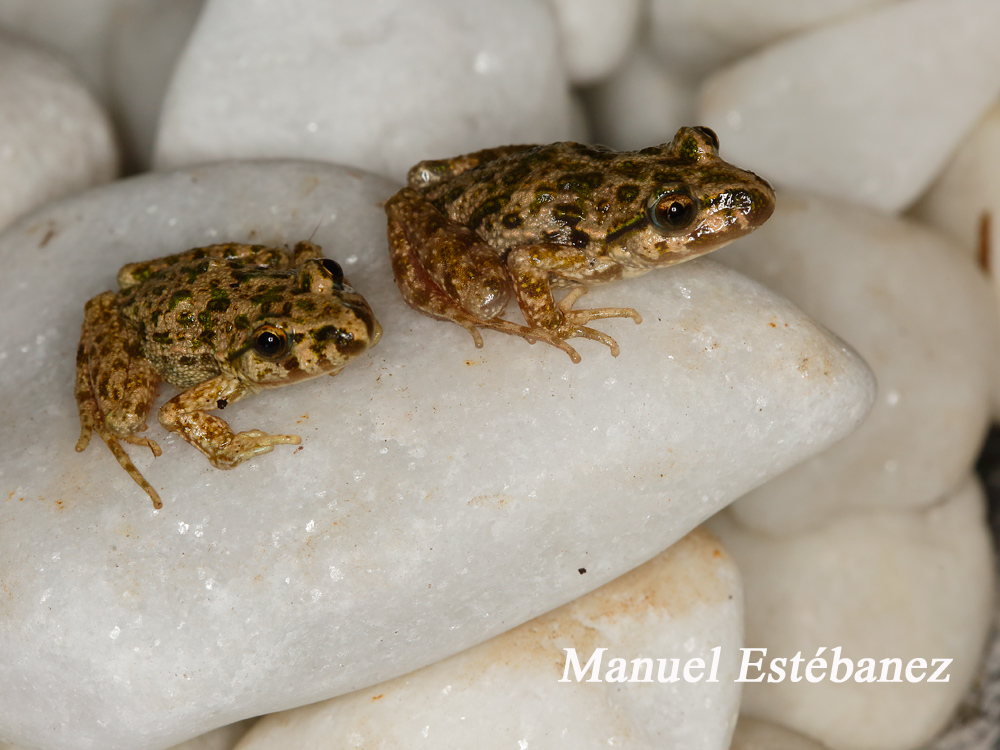 Miradas Cantábricas: Sapillo moteado común (Pelodytes punctatus)