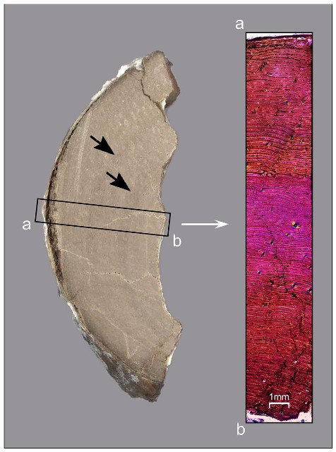 EL JOVE PALEONTÒLEG: Els dinosaures de l'any 2016: Eotrachodon orientalis.