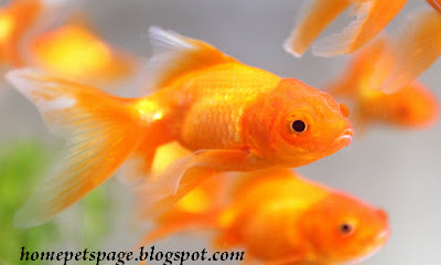 Home Pets Page: Goldfish as Home Pets