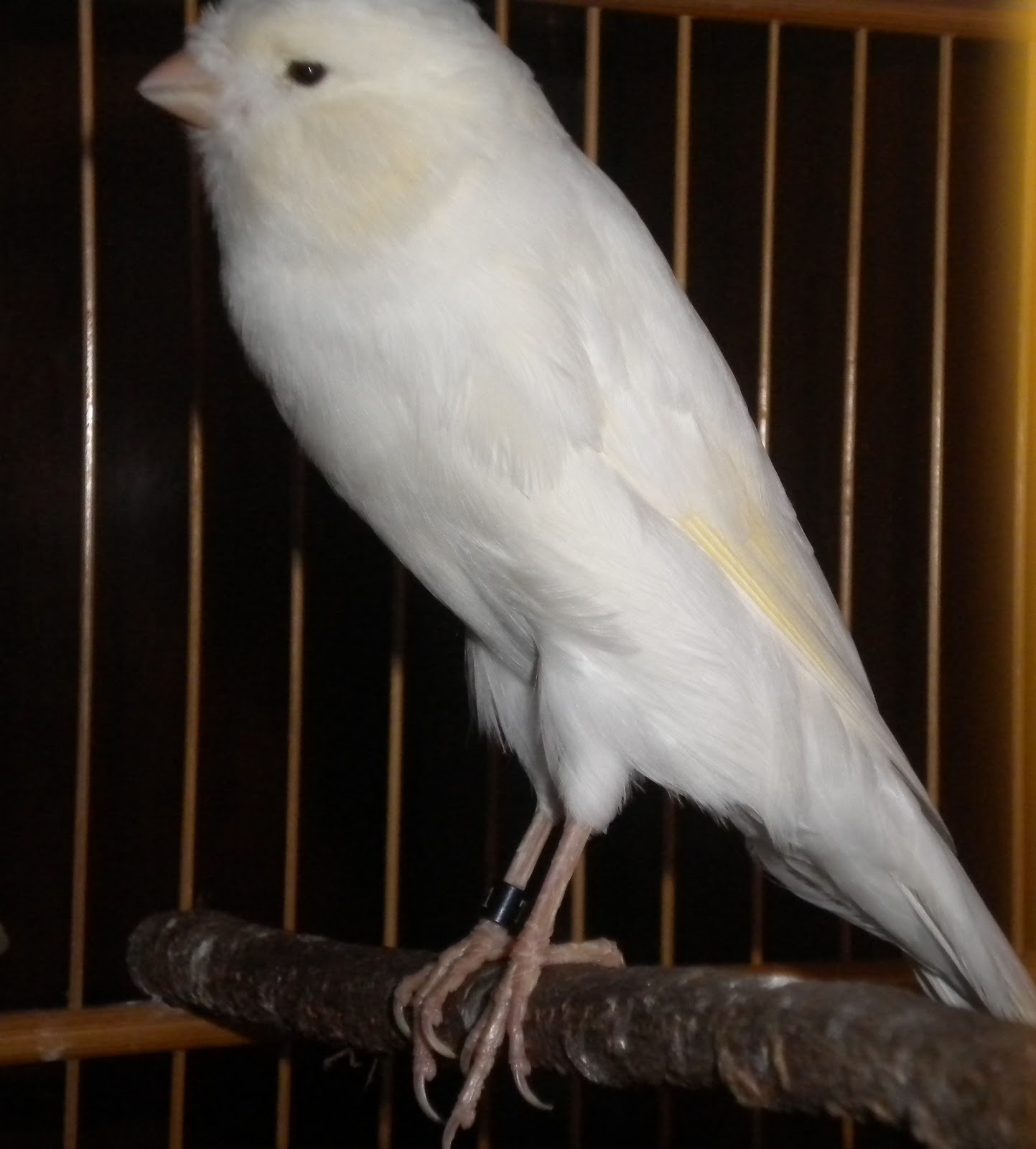 Yorkshire Canary: TD.birdfarm bandung( Yorkshire Canary)